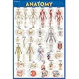 Anatomy Poster (24 x 36) - Laminated: a QuickStudy Reference: Perez, Vincent: 0654614020772 ...