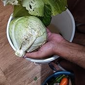 Fresh Cabbage 1 Piece, (500 - 800 g): Amazon.in: Grocery & Gourmet Foods