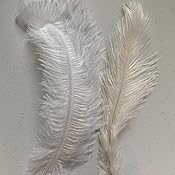 Amazon.com: KOLIGHT 40pcs 12''~14''(30~35cm) Natural Ostrich Feathers ...