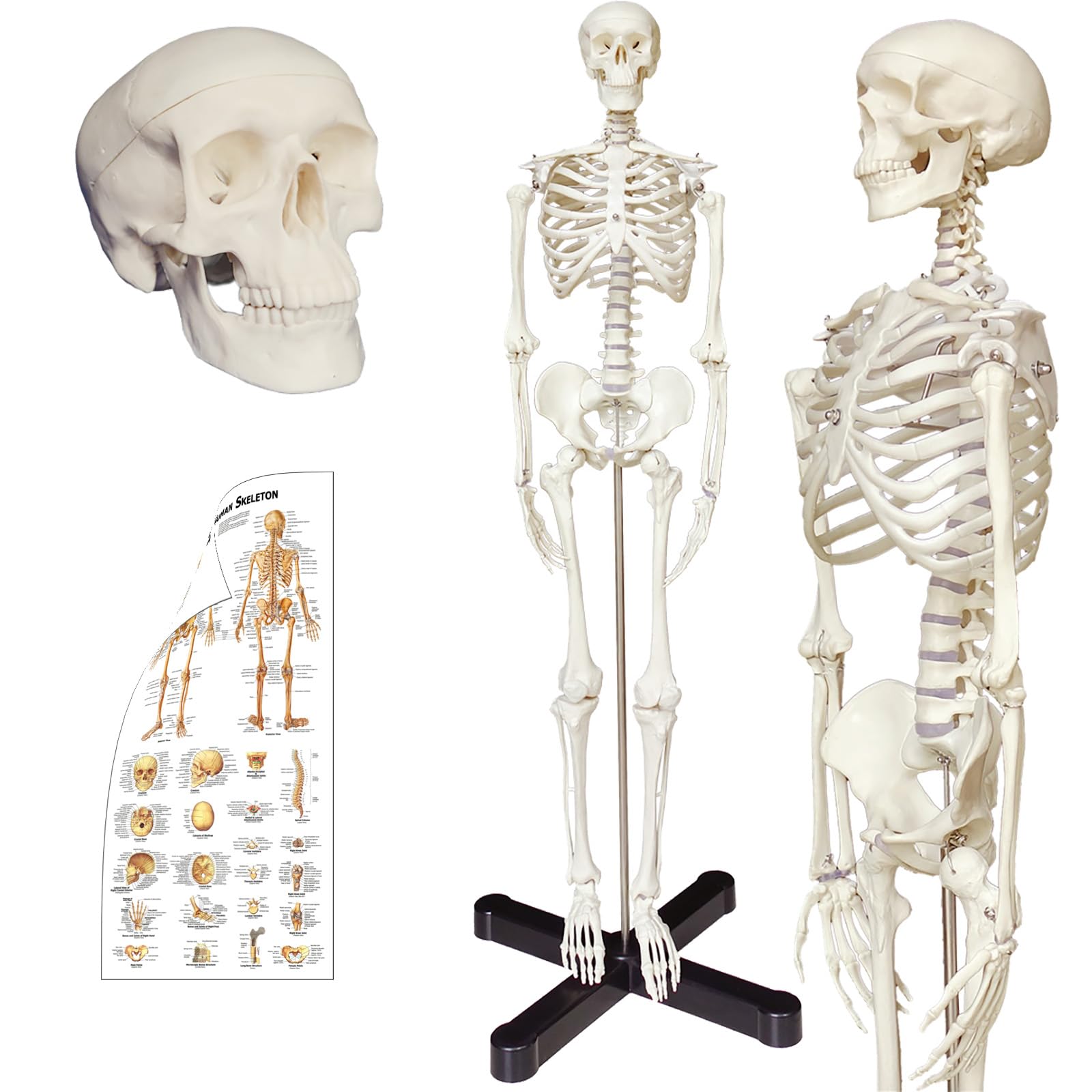 Mua 33.5" Anatomical Human Skeleton Model for Anatomy with Metal Stand ...