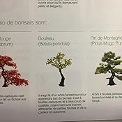 Plant Theatre Bonsai Trio Kit Ensemble de 3 bonsaïs à Faire Pousser ...