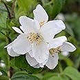 Amazon.com : CHUXAY GARDEN 20 Seeds Philadelphus Coronarius,Mock Orange,Sweet Mock Orange ...