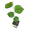 Sherbet Berry Live Plant (Phalsa/Falsa) - Grewia asiatica - Wellspring ...