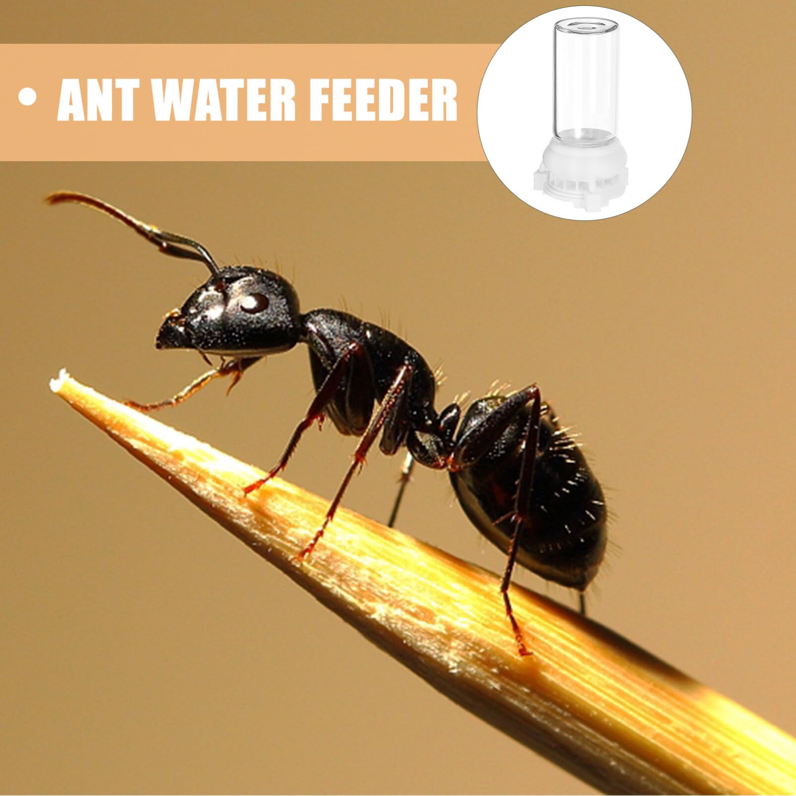 Mua Ipetboom 2pcs Ant Water Feeder Farm Water Bowls Transparent Mini ...