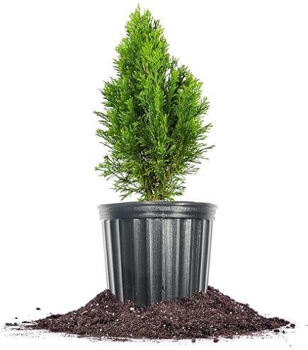 Fire Chief Globe Arborvitae Live Plant Fire Chief Globe Arborvitae ...