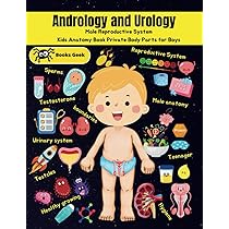 Reproductive System For Kids