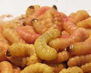 Amazon.com: Elliot's Butterworms Live Butter Worms for Reptile Food and ...