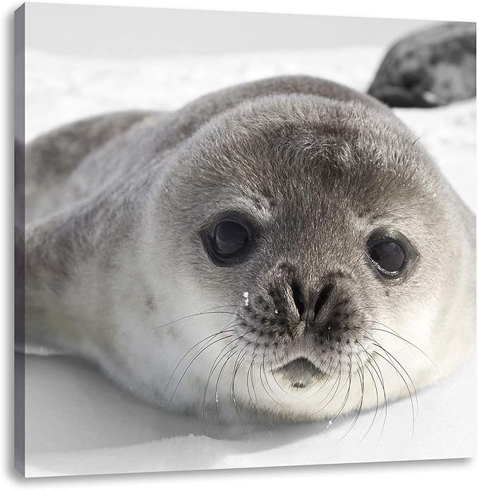 Pixxprint süßes Robben Baby als Leinwandbild | Größe: 40x40 cm ...