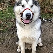 DOGMATIC HEADCOLLAR PADDED CUSHIONED WEBBING PCW - BLACK - SIZE 3L ...