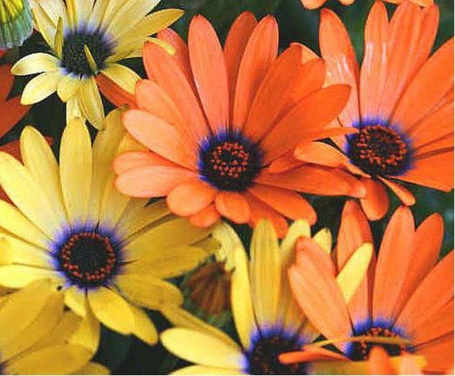 Amazon.com : African Daisy Mix- 100 Seeds : Garden & Outdoor