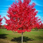 Amazon.com : Maple Tree Sunset Red - 5 Gallon - (Due to Agricultural ...
