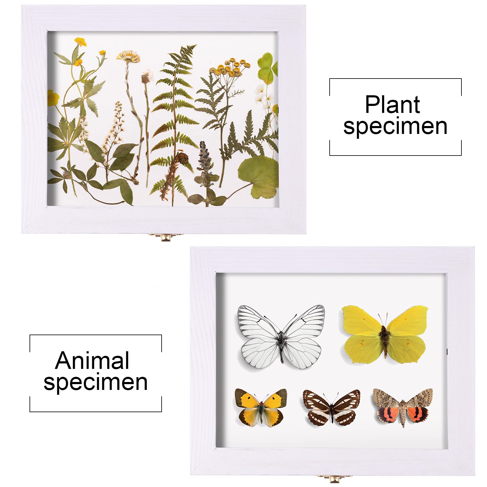 Insect Display Case Box Collection Box With Clear Top, EVA Foam Pinning ...