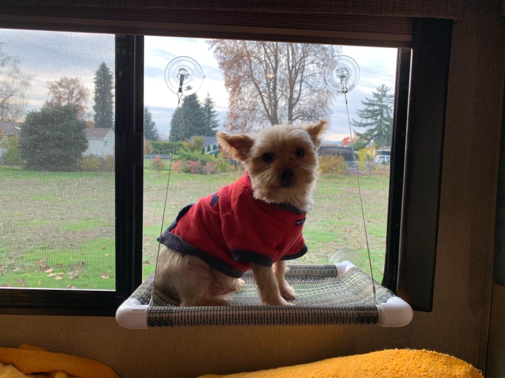 Pictures – Kitty Cot Original™