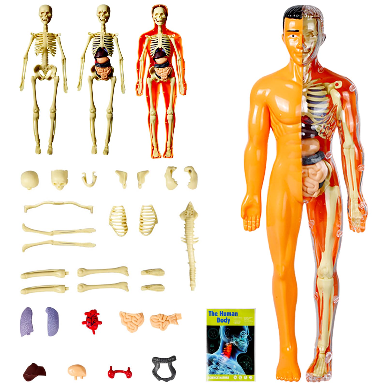 Mua EXBEPE 11.3 inch Human Body Model with 8 Assembled and Disassembled ...