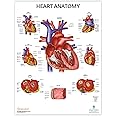 Amazon.com: Anatomy Lab Human Heart Poster, LAMINATED, 17.3 x 22.5 ...