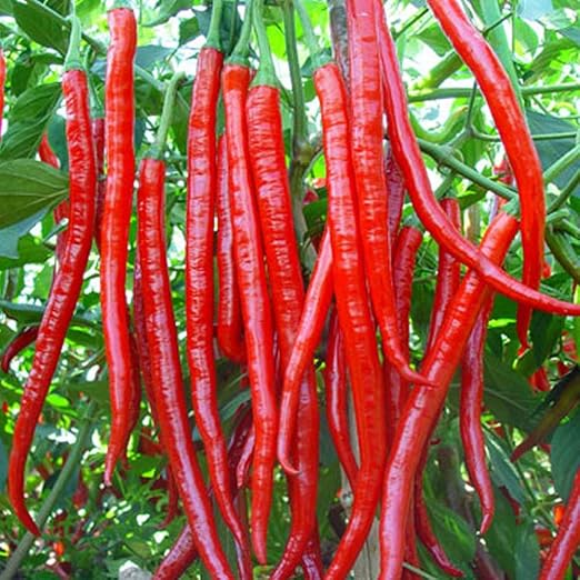 Amazon.com : Red Long Pepper Seeds 50+ Non-GMO Cayenne Chilli ...