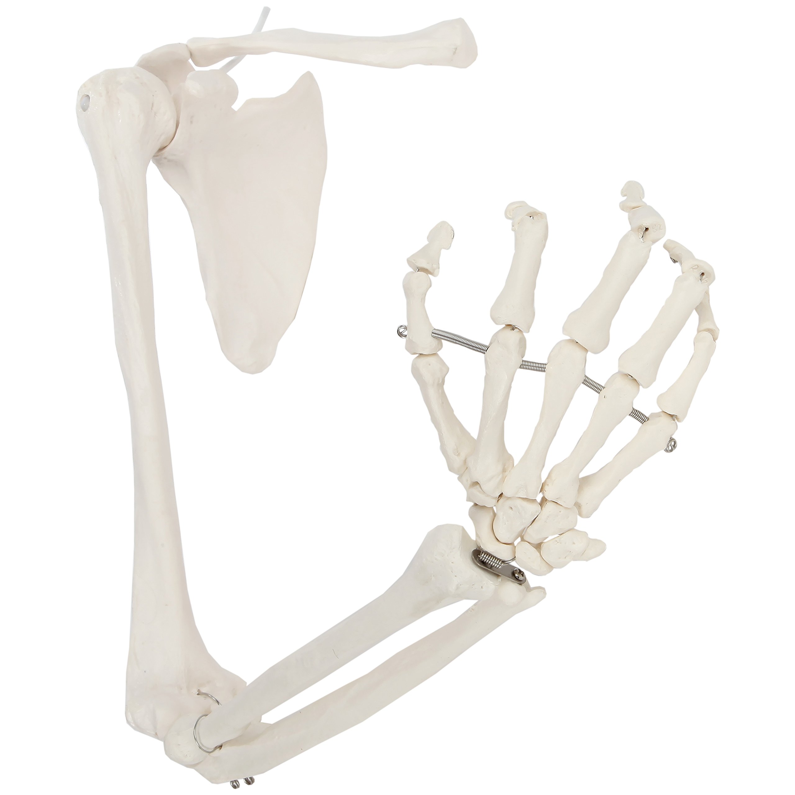 Mua Axis Scientific Human Right Arm Skeleton Model, Accurate Skeleton ...