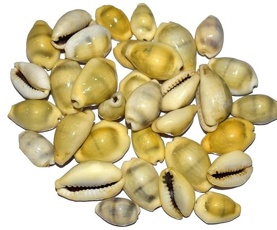 Buy Divya Shakti Natural Yellow (Peeli) Kawdi/Kaudi/Kowdi/Cowrie/Koudi ...