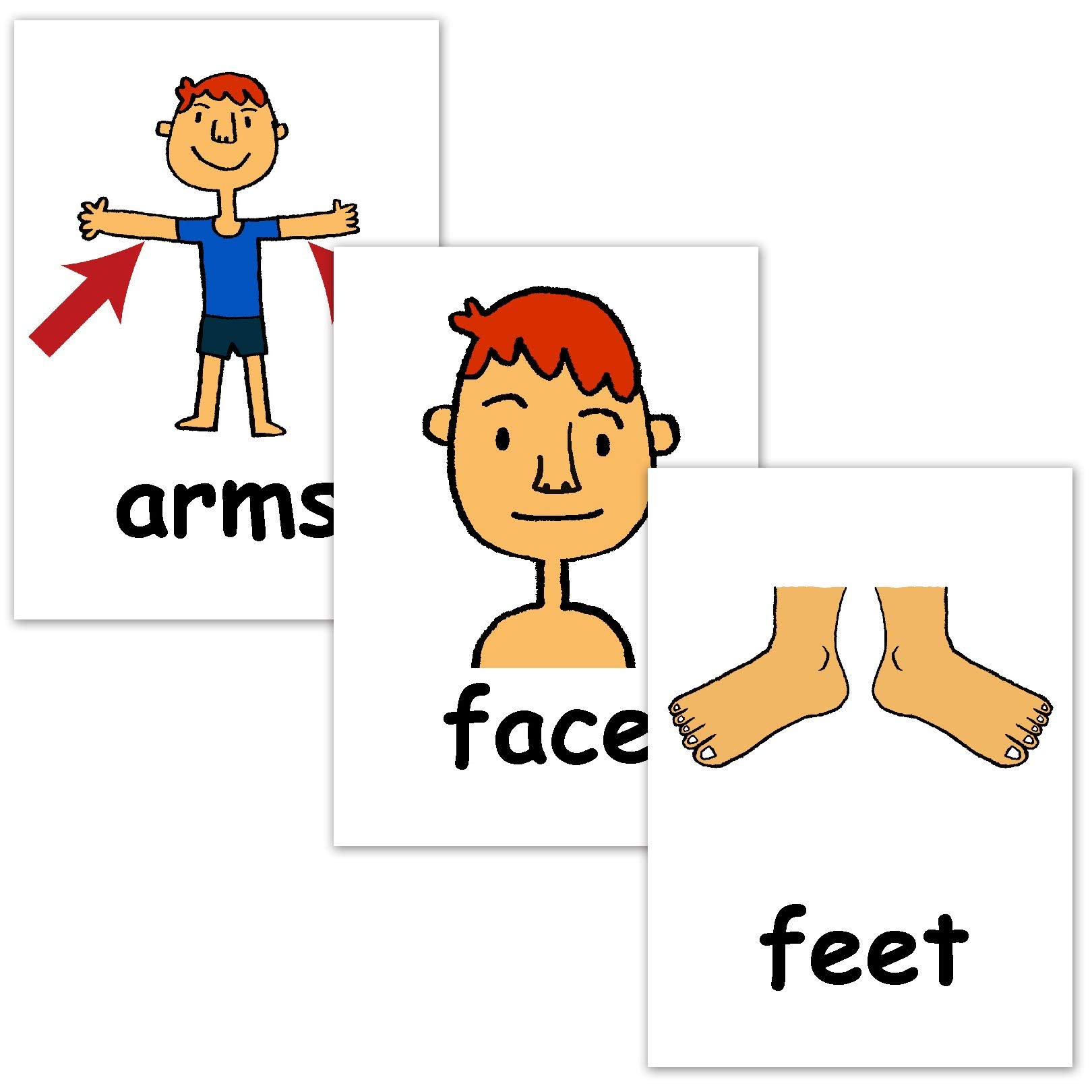 Mua Flash Card [Body Parts] â A4 size â Laminated â English card.com ...