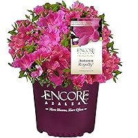 Amazon.com : Encore Azalea Autumn Royalty Azalea 2 Gal, Purple Blooms ...
