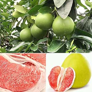 Amazon.com : dds5391 20Pcs Red Pomelo Citrus Maxima Grapefruit, Jabong ...