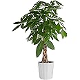 Amazon.com: Costa Farms Money Tree Live Indoor Plant, Live Easy Care ...