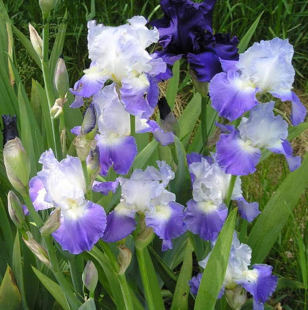 Iris Purple Double Color Flower Seeds 10pcs Iris missouriensis Organic ...