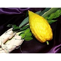 Amazon.com: Lulev Lulav and Etrog Esrog Set for Succot 100% Kosher ...