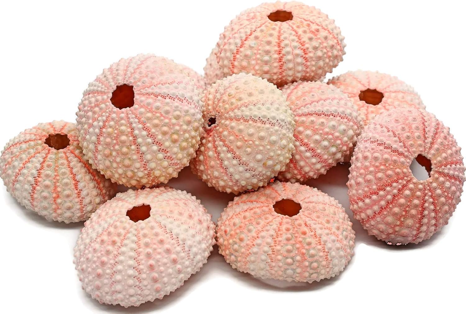 Amazon.com: Pink Sea Urchin | 5 Pink Sea Urchin Shell | Sea Urchin ...