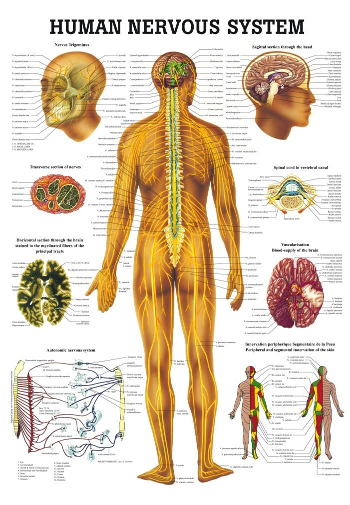 Anatomical Worldwide CH05 The Human Nervous System Laminated Anatomy 