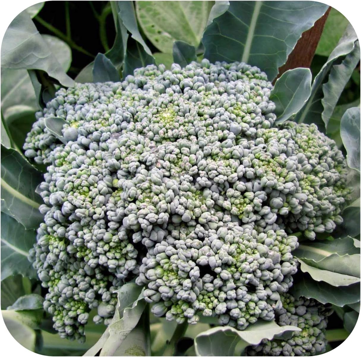 Organic Calabrese F1 'Marathon' Broccoli Mini Plug Plants x 12 'Grow ...