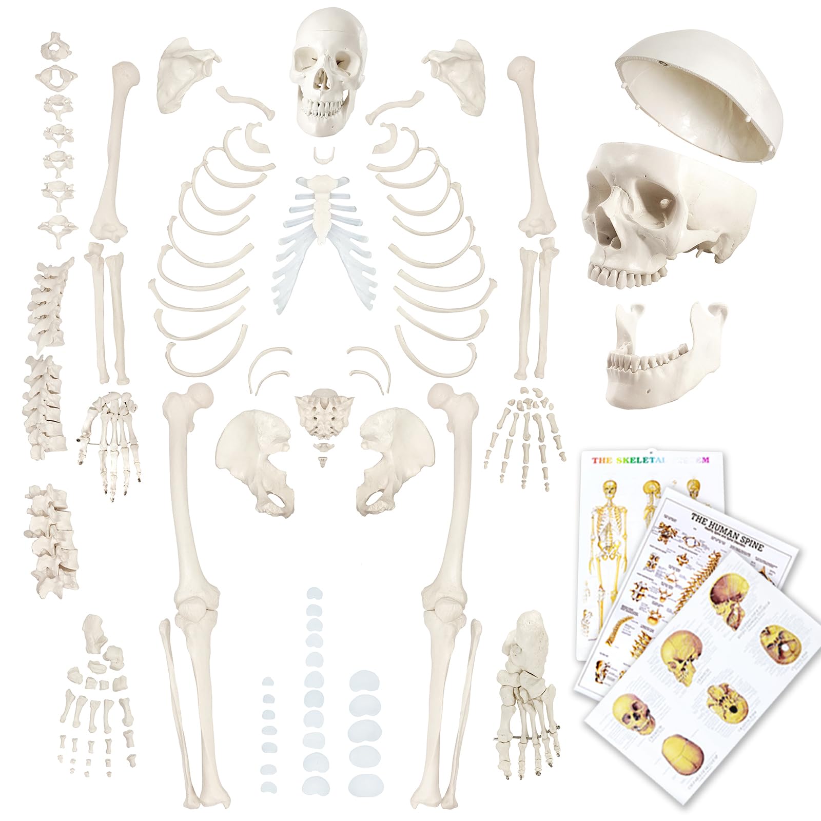 Evotech Disarticulated Human Skeleton Model For Anatomy 67 inch High ...