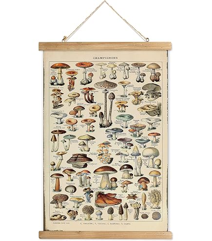 Vintage Bug Identification Vintage Insect Identification Poster ...