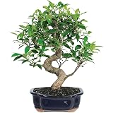 Amazon.com: Brussel's Live Golden Gate Ficus Indoor Bonsai Tree - 4 ...