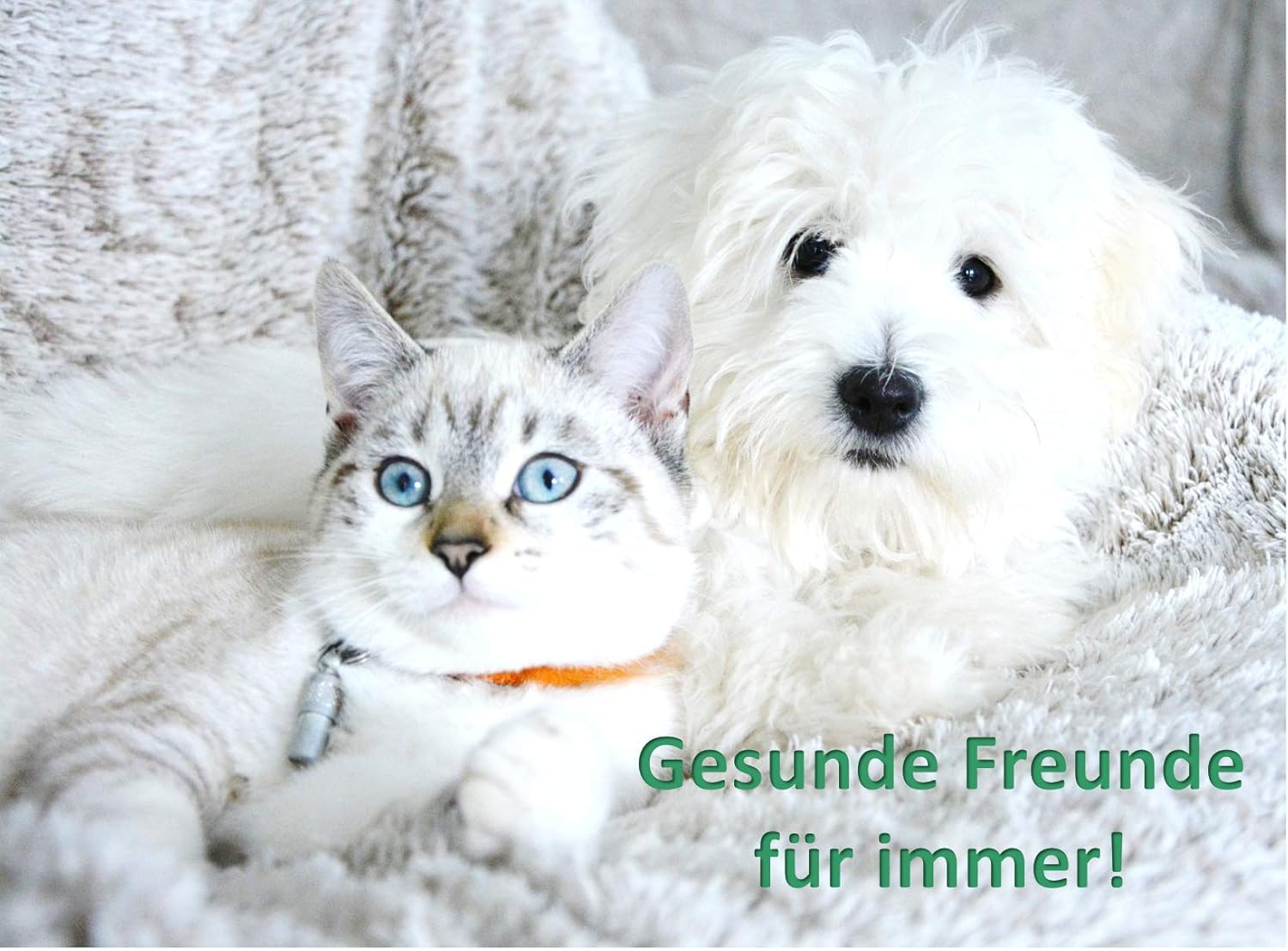 Cadoc – Nature Exclusive Slippery Elm Bark – BigaMart