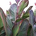 Amazon.com : CANNAS-Musifolia 3 Per Bag Huge 4-6 Eye Bulbs : Garden ...