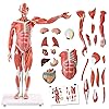 EVOTECH Human Muscle and Organ Model, 27-Part 1/2 Life Size Muscular ...