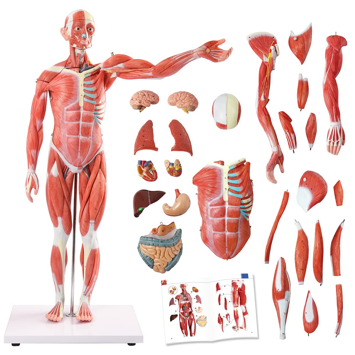 Mua EVOTECH Human Muscle and Organ Model, 27-Part 1/2 Life Size ...