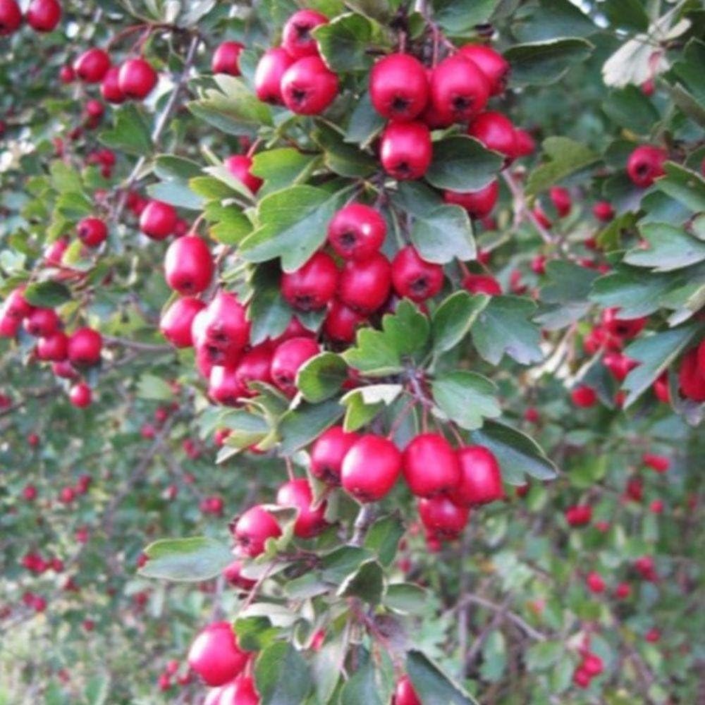 Amazon.com : Wild Hawthorn Seeds (Crataegus monogyna) 10+ Flowering ...