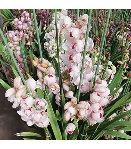 Boda De Ruby Blooms Feedback GroovyRuby – GroovyRuby Ltd