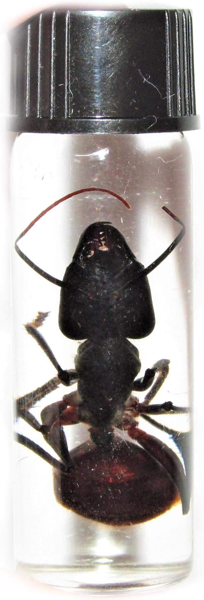 Amazon.com: BicBugs Real Giant ANT CAMPONOTUS GIGAS Preserved in Vial ...