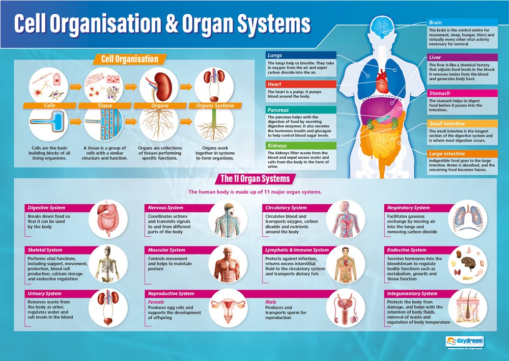 Cell Organization & Organ Systems | Science Posters | Gloss Paper ...