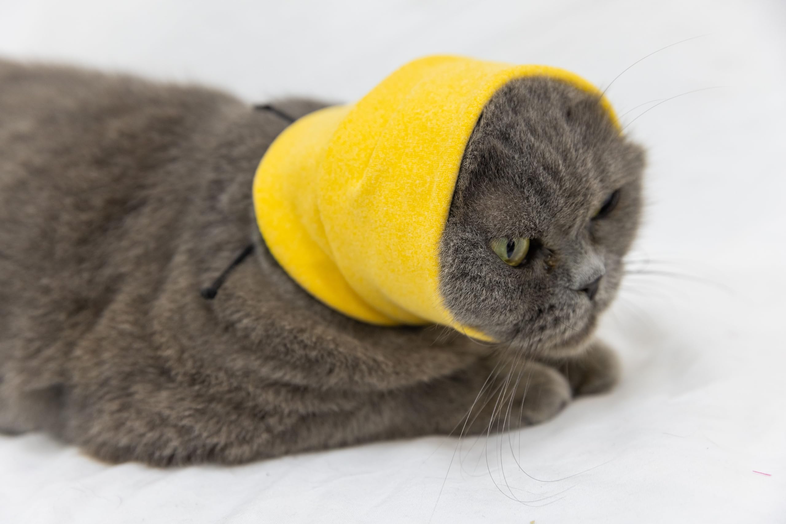 DDFS Cat Snood Ear Flap Hat No Flap Ear Wrap Protectors Anxiety Relief ...