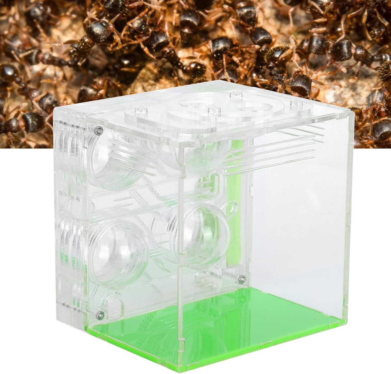 Ant Feeding Box, Fine Workmanship Ant Breeding Box for Watching for ...