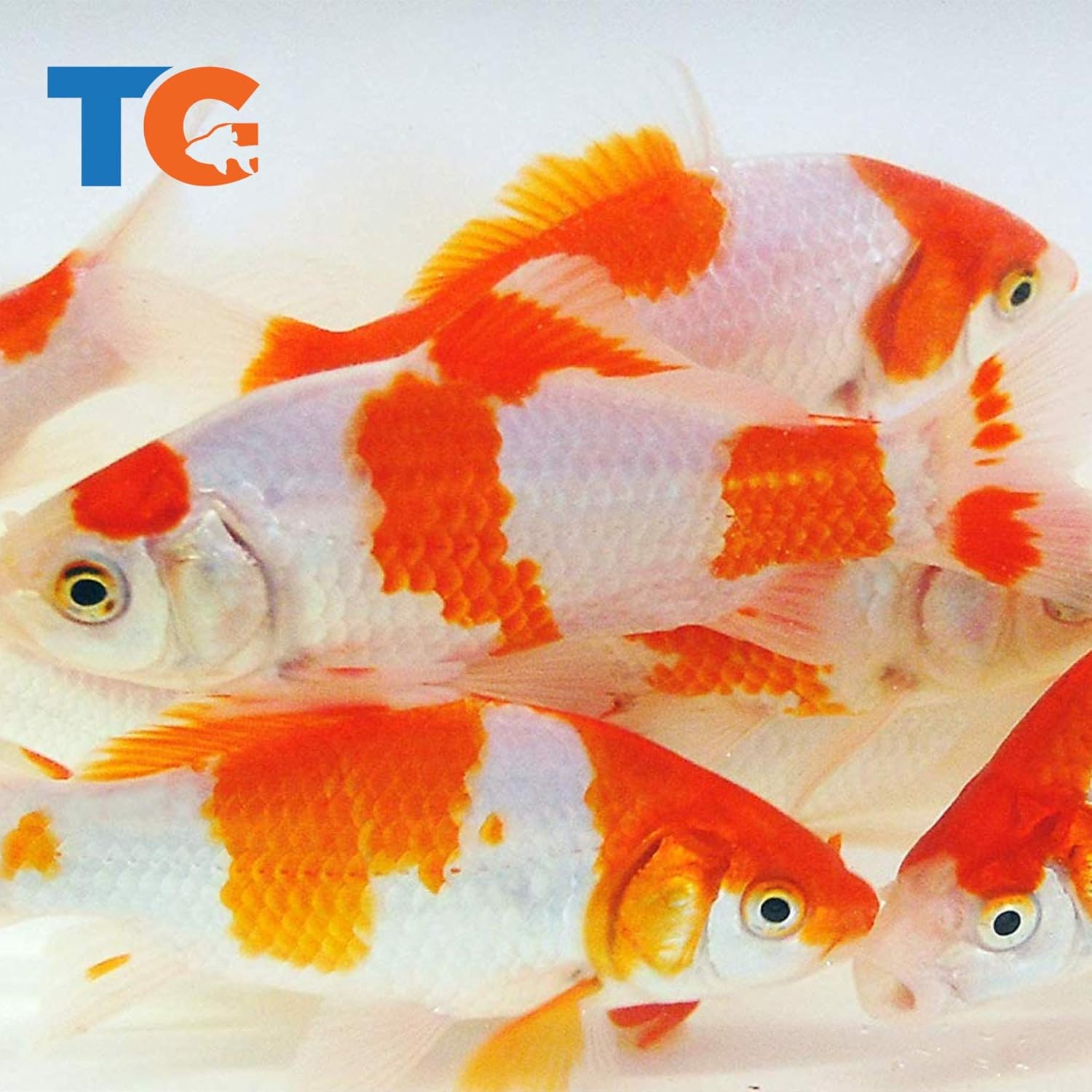 Amazon.com : Toledo Goldfish Live Sarasa Comet Goldfish for Ponds ...