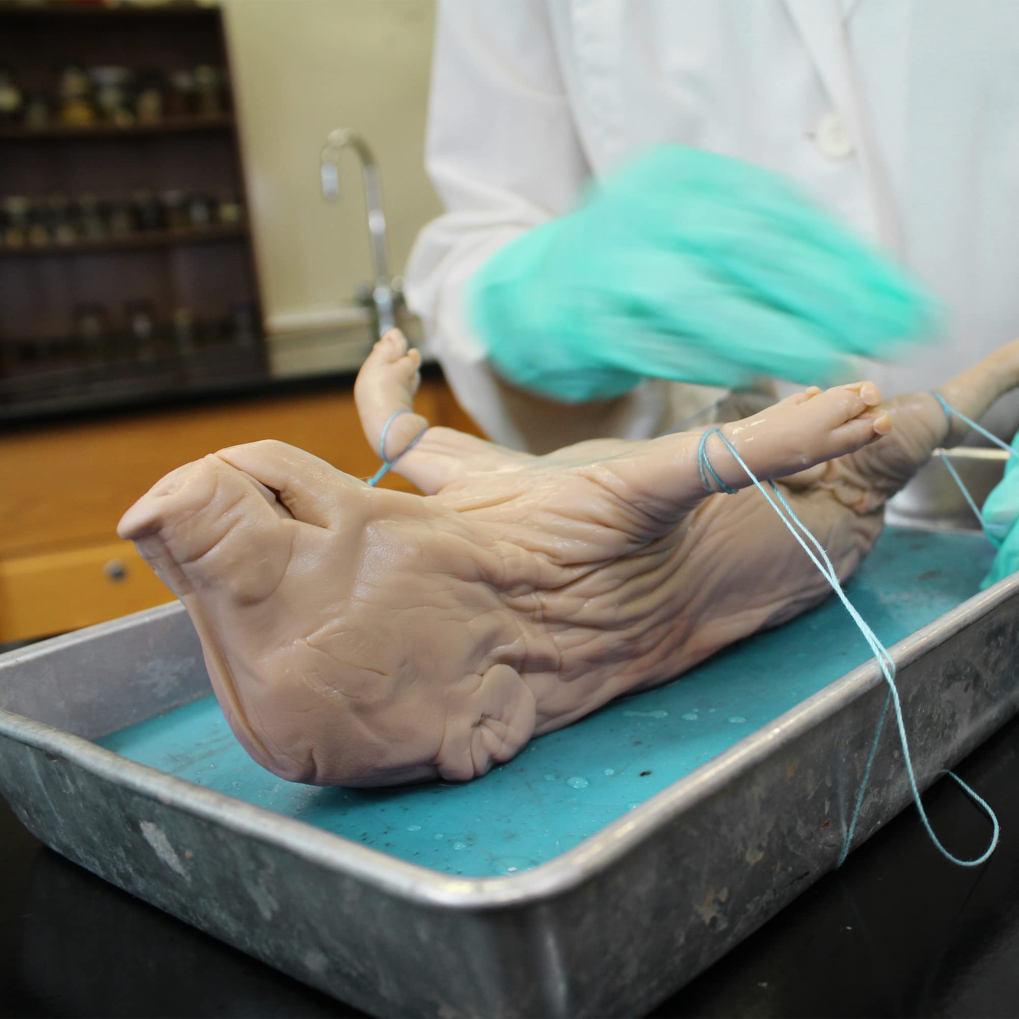 Mua Fetal Pig Specimen for Dissection, for Biology and Anatomy ...