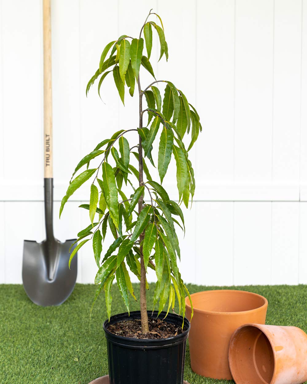 Buy Vine Polyalthia longifolia pendula, Mast Tree, False Ashoka Tree ...