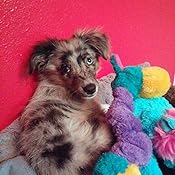 Amazon.com: KONG Squiggles Small Dog Toy (Colors vary): Home & Kitchen