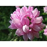 Amazon.com : Outsidepride Crown Vetch Legume, Erosion Control, Forage ...