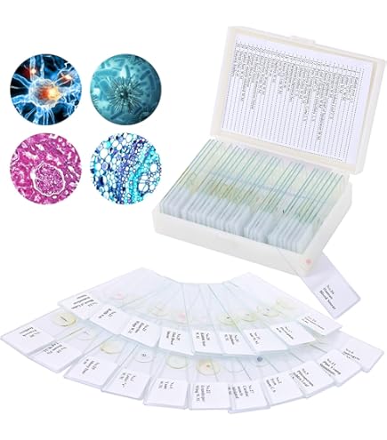 Slide Euglena Rotulado